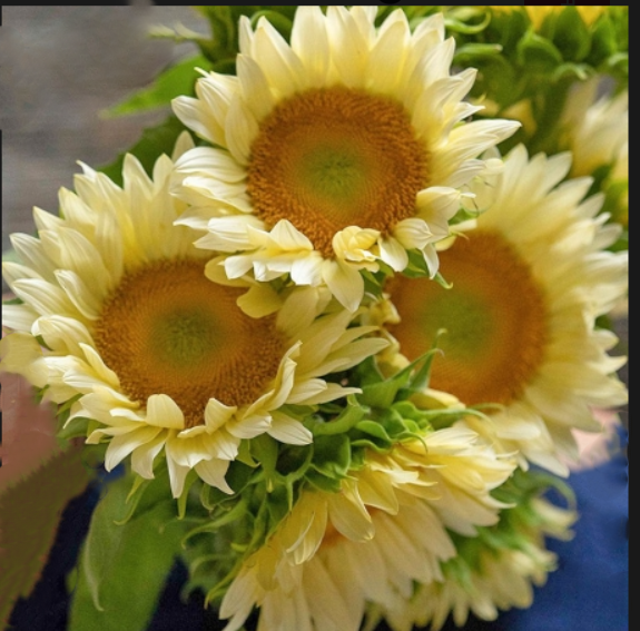 Tikroji saulėgrąža F1 ProCut®White Lite – Gėlių Rasa